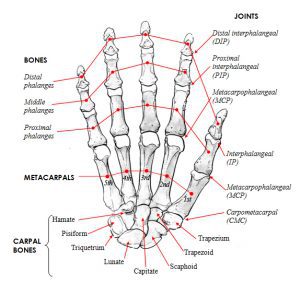Sydney Hand Surgery » Hand Anatomy